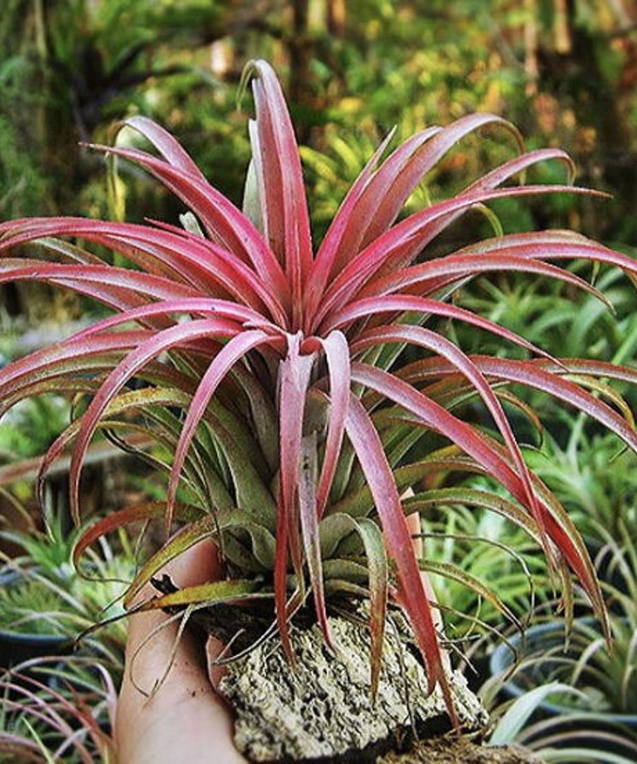 T.Seth Firecracker (capitata rubra × ionantha H...