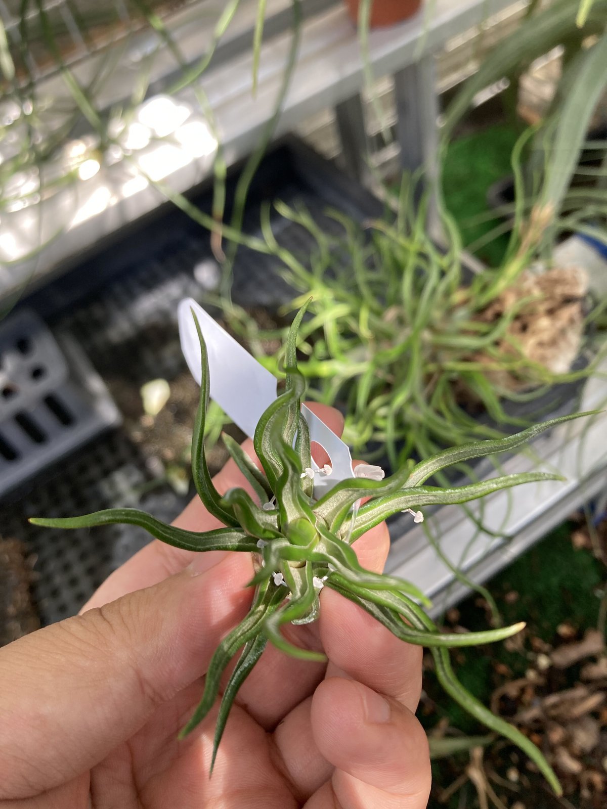 Ꭲ.bulbosa tiny dancer | 【Good Field】エアープランツ専門店