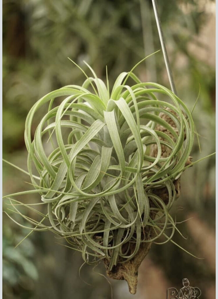 T.Pang Maralyn (xerographica×ionantha) | 【Good T.Pang Maralyn (xerographica×ionantha) | 【Good