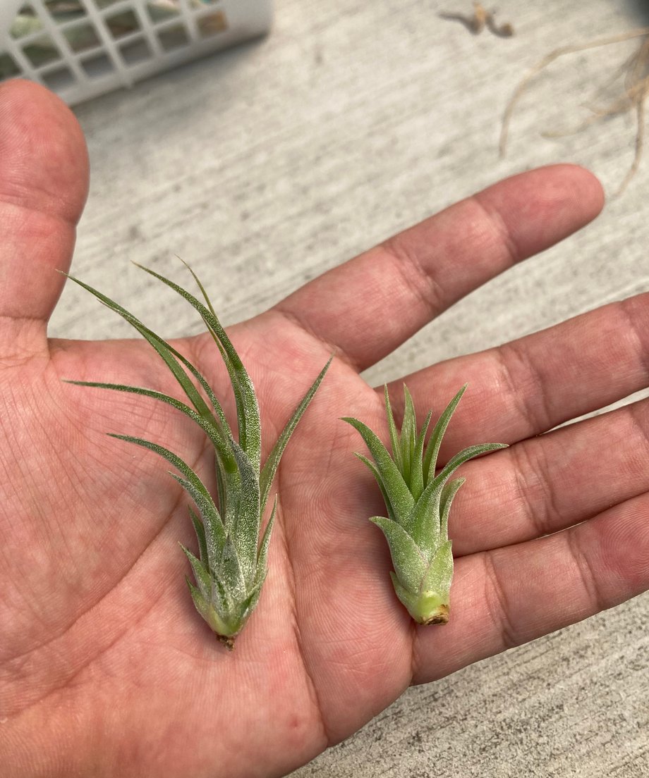 Ꭲ.Pang's Crown (ionantha × streptophylla) & str...