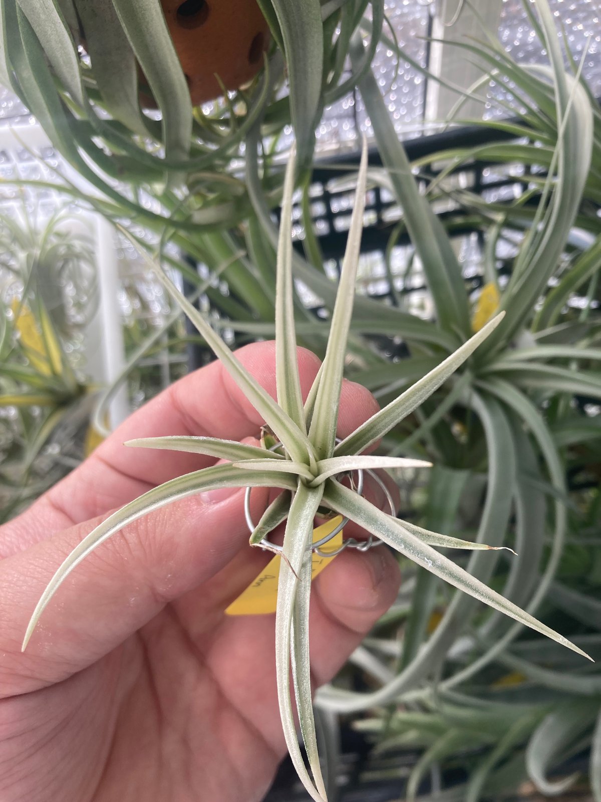 Ꭲ.Deborah Ann | 【Good Field】エアープランツ専門店