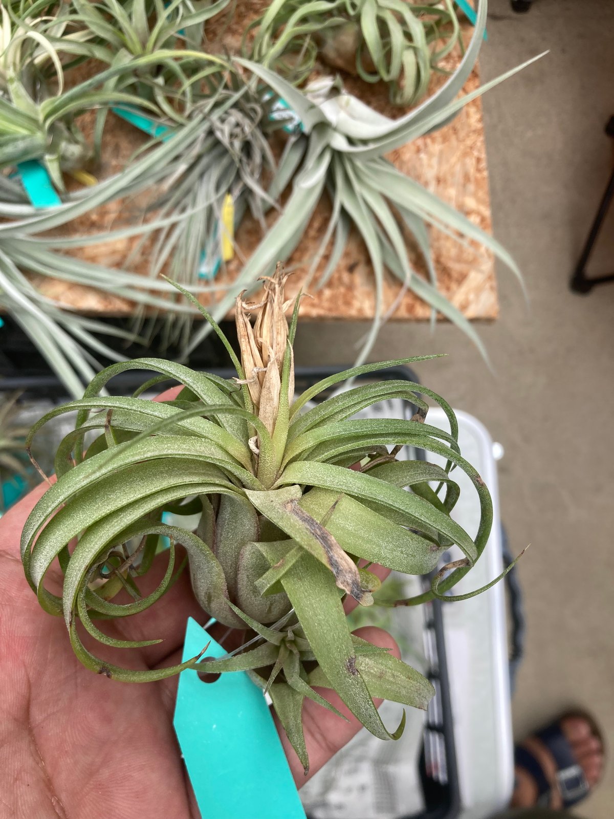 Ꭲ.Pang's Crown (ionantha × streptophylla) | 【Go...