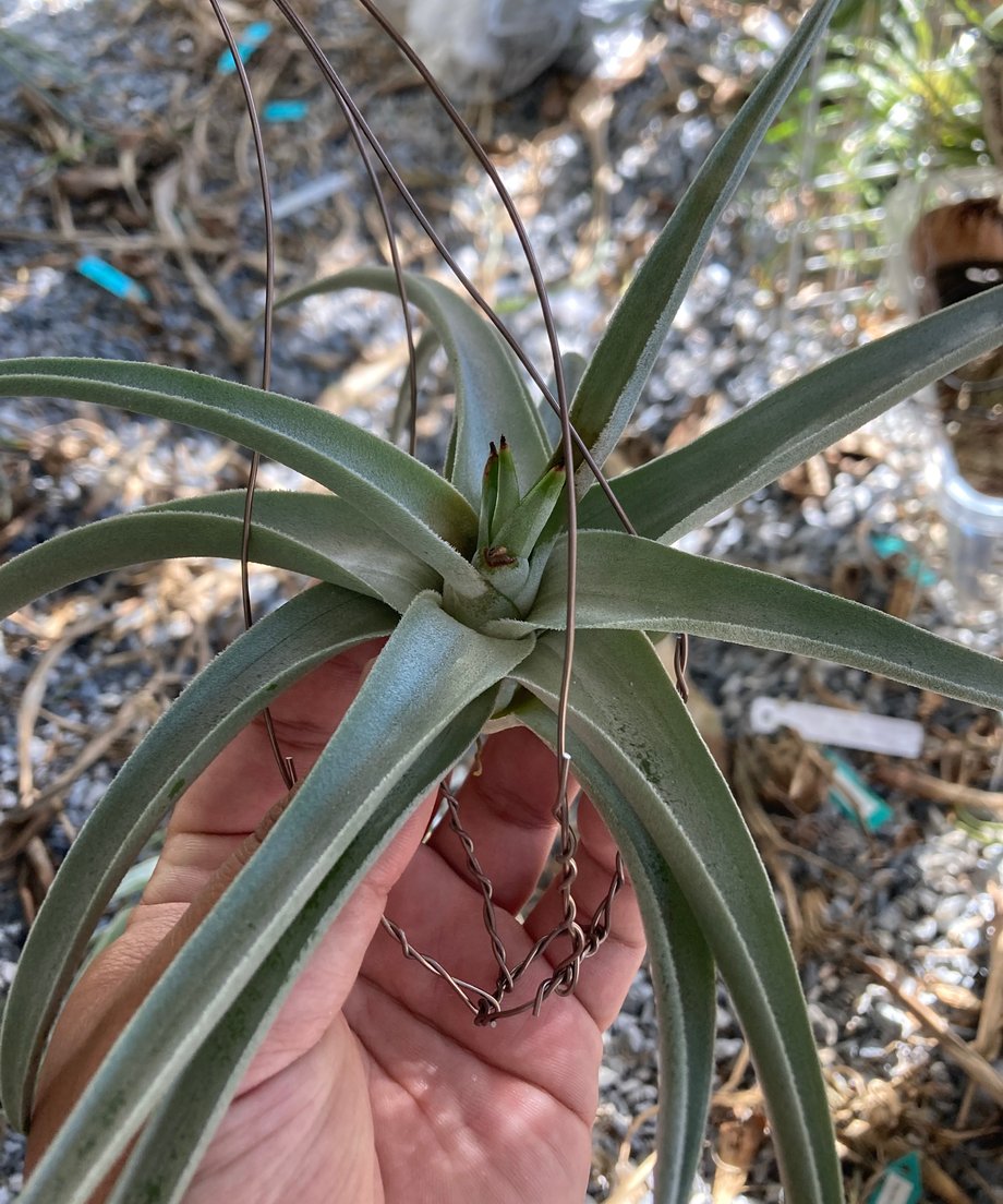 T.Spike Galore (duratii X didisticha) ※特価 | 【Go...
