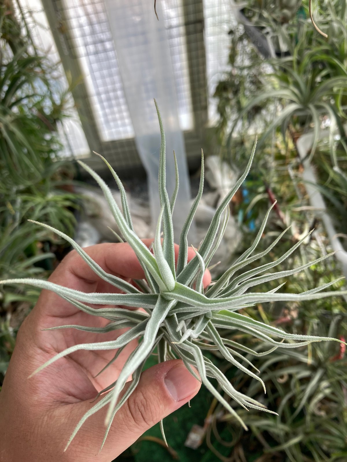 Ꭲ.paleacea Canta | 【Good Field】エアープランツ専門店