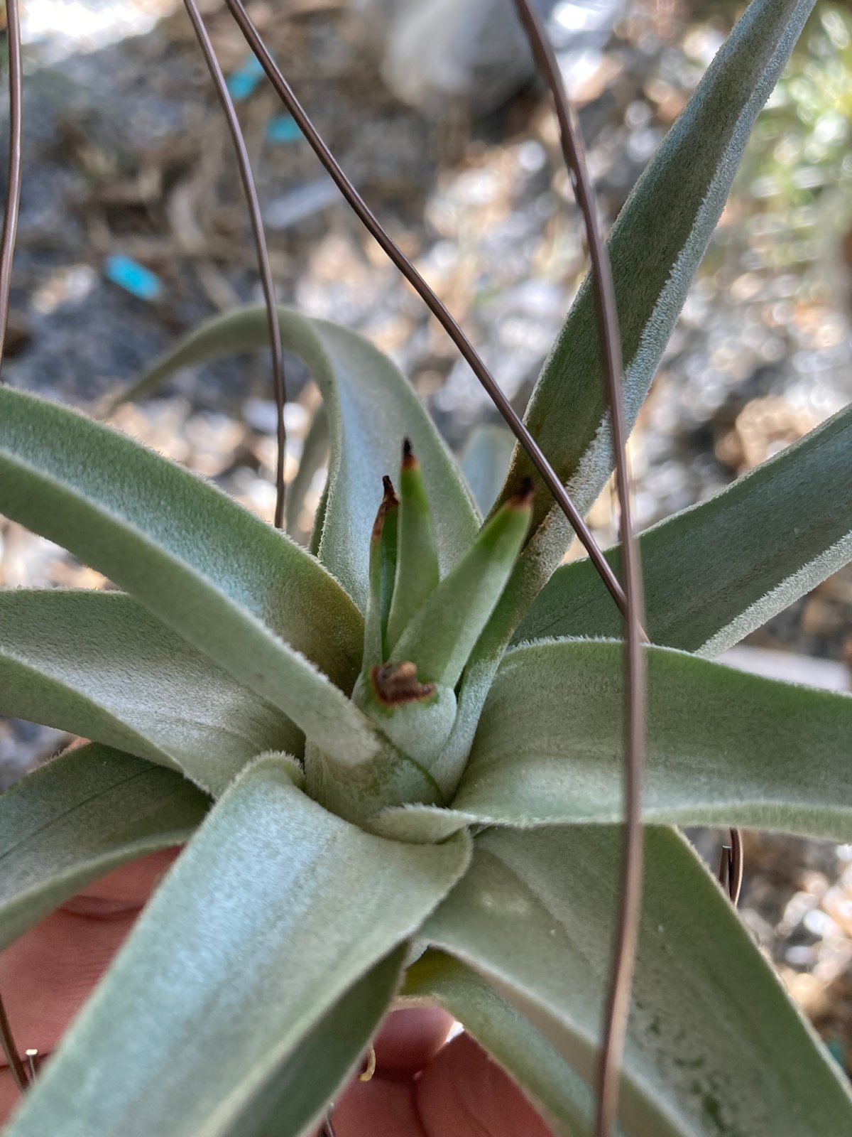 T.Spike Galore (duratii X didisticha) ※特価 | 【Go...