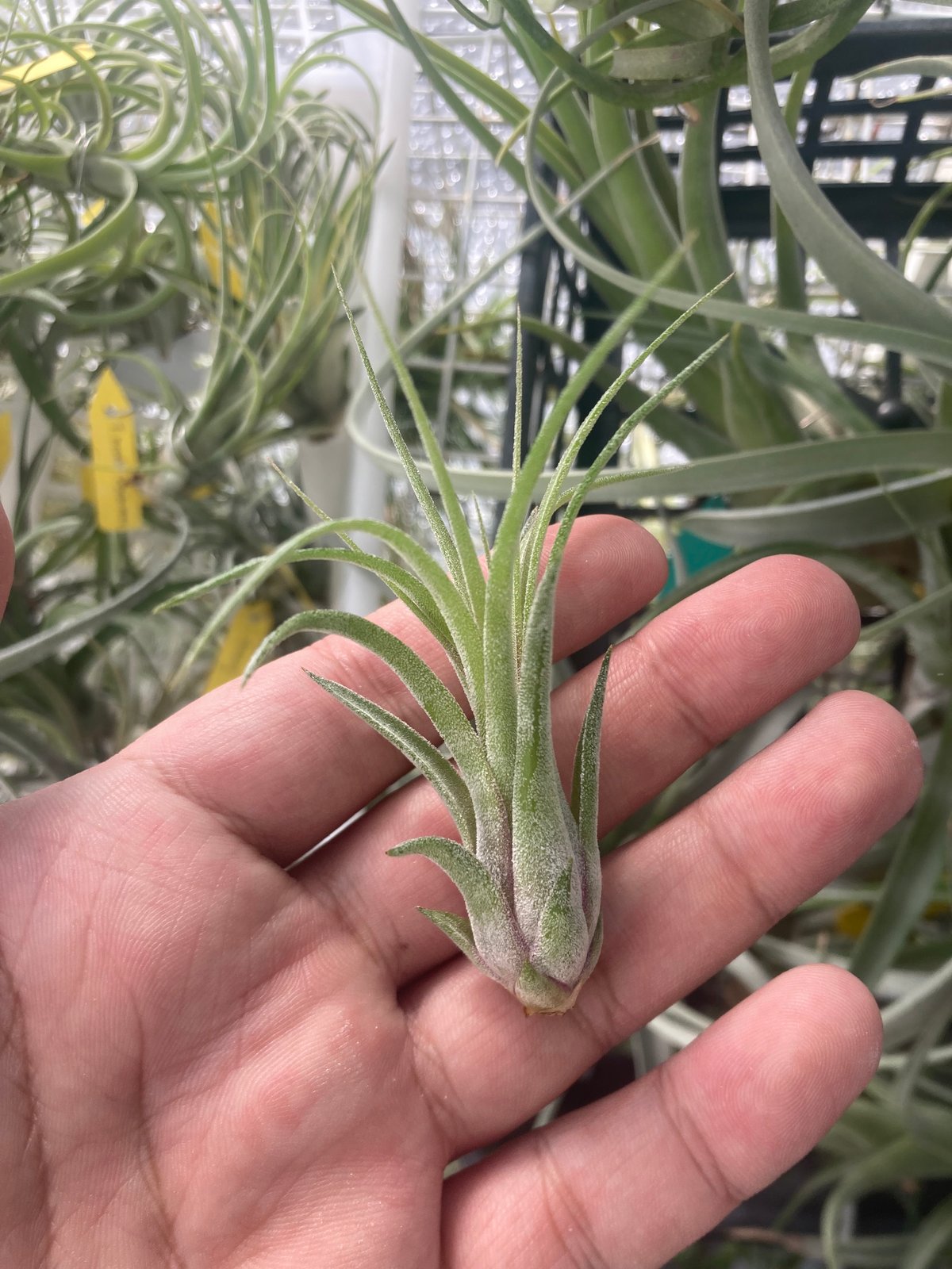 Ꭲ.Pang's Crown (ionantha × streptophyla) | 【Goo...