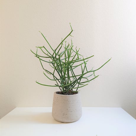 CATEGORY 器 | berries online shop CATEGORY 器 | berries online shop
