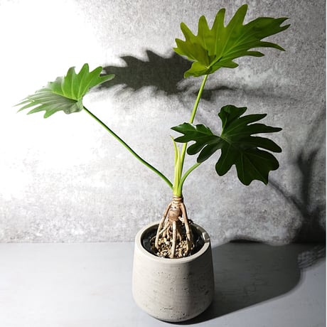 CATEGORY 器 | berries online shop CATEGORY 器 | berries online shop