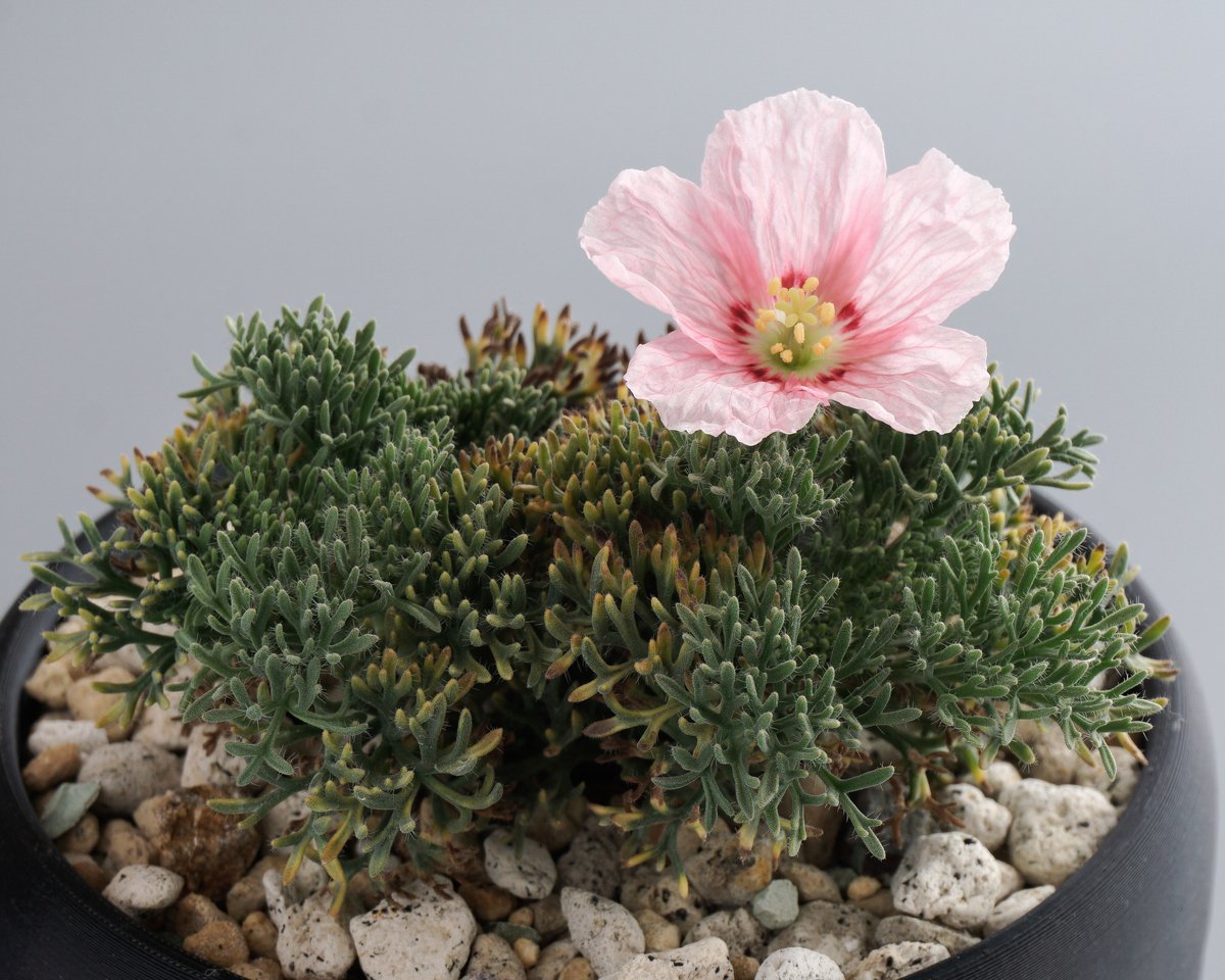 Monsonia multifida 自家採取種子 | toshiro mori store