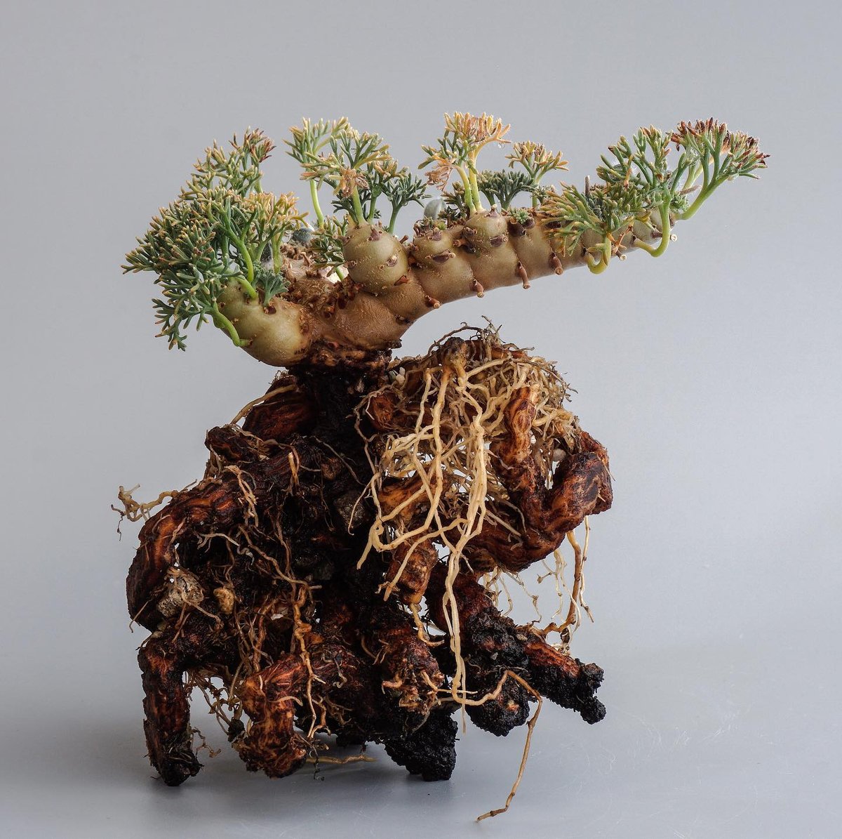 Monsonia multifida 自家採取種子 | toshiro mori store