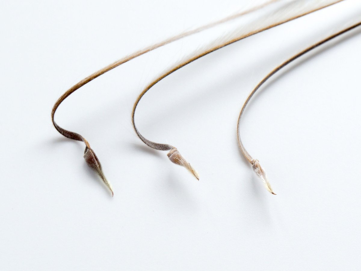 Monsonia multifida 自家採取種子 | toshiro mori store