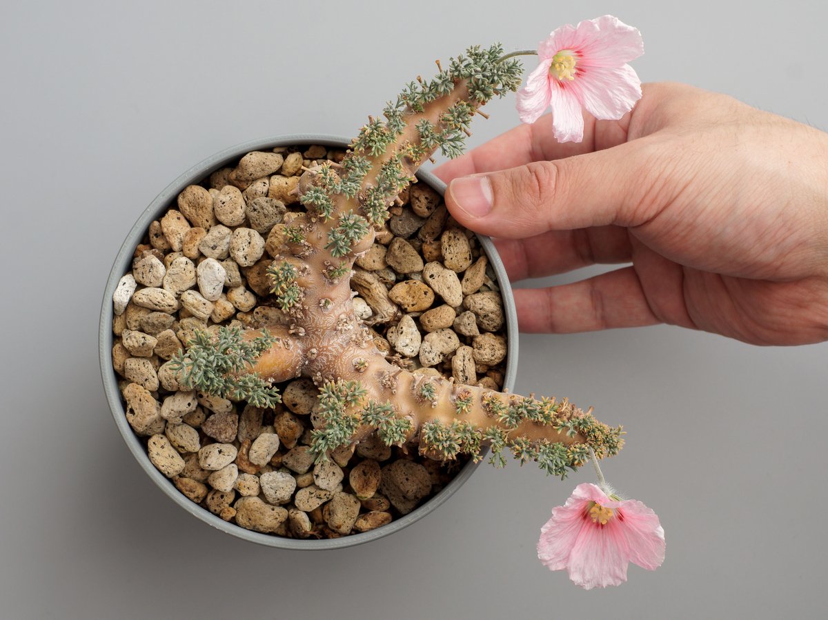 Monsonia multifida 自家採取種子 | toshiro mori store