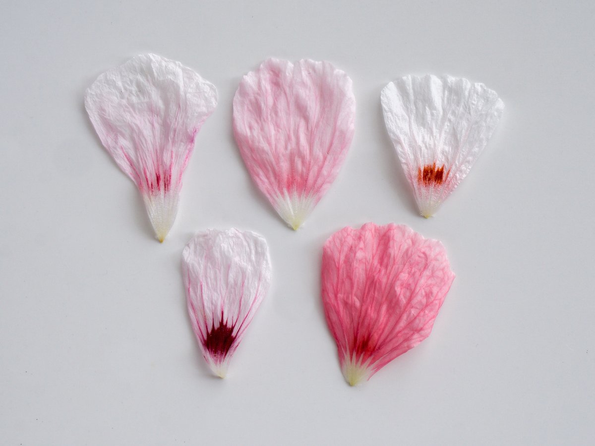 Monsonia multifida 自家採取種子 | toshiro mori store