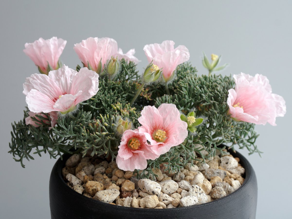 Monsonia multifida 自家採取種子 | toshiro mori store