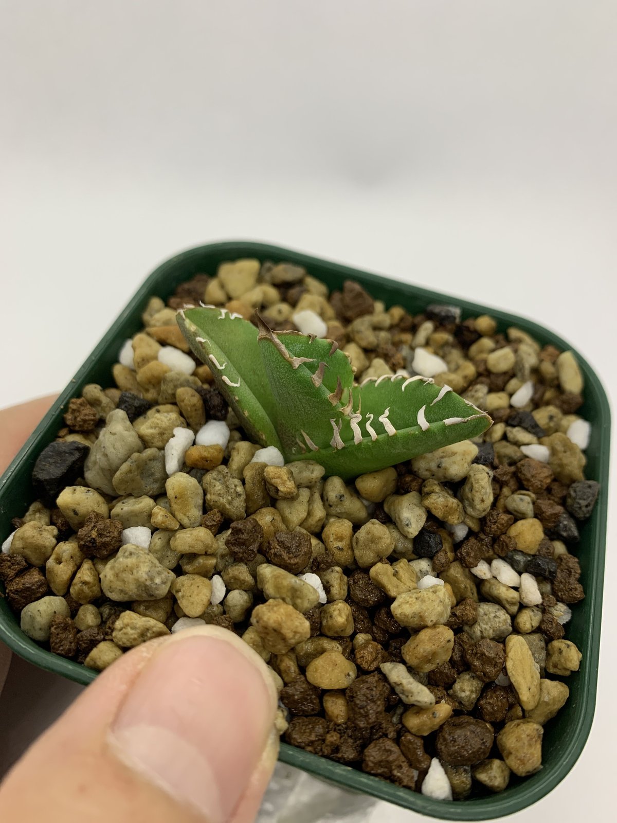 Agave titanota COK CG-01 アガベ チタノタ コック | PLANTS Agave titanota COK CG-01 アガベ チタノタ コック | PLANTS