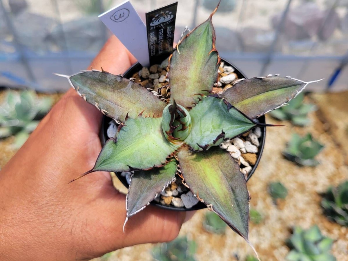 agave oteroi from oaxaca native seeds③ | カトーエンゲー