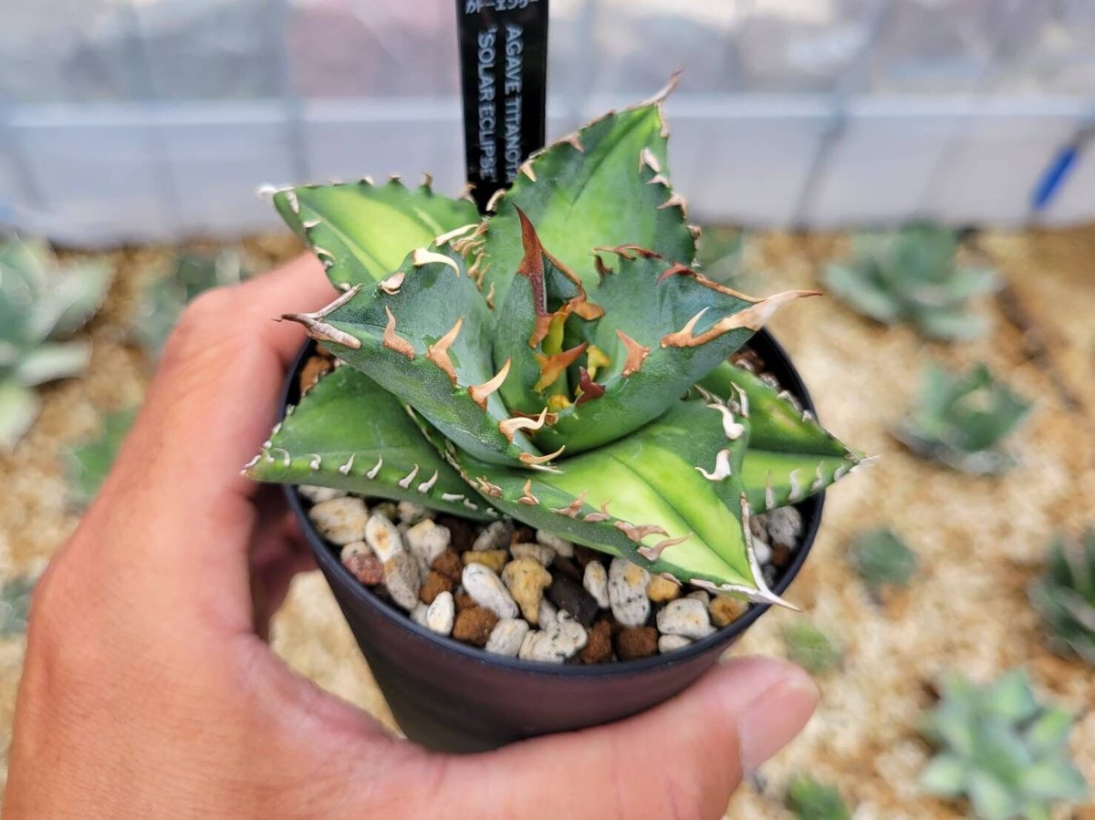 agave titanota ‘solar eclipse’ | カトーエンゲー