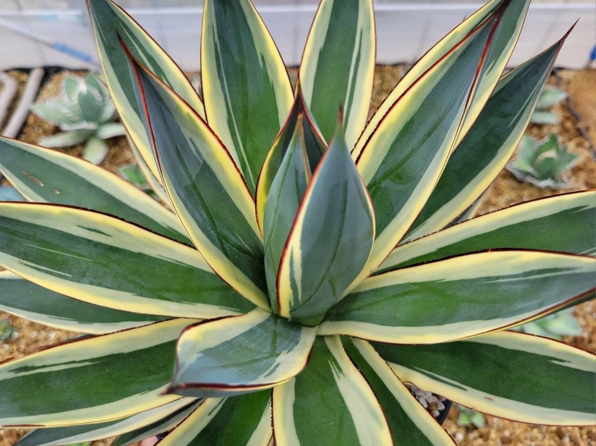 agave snow glow | カトーエンゲー