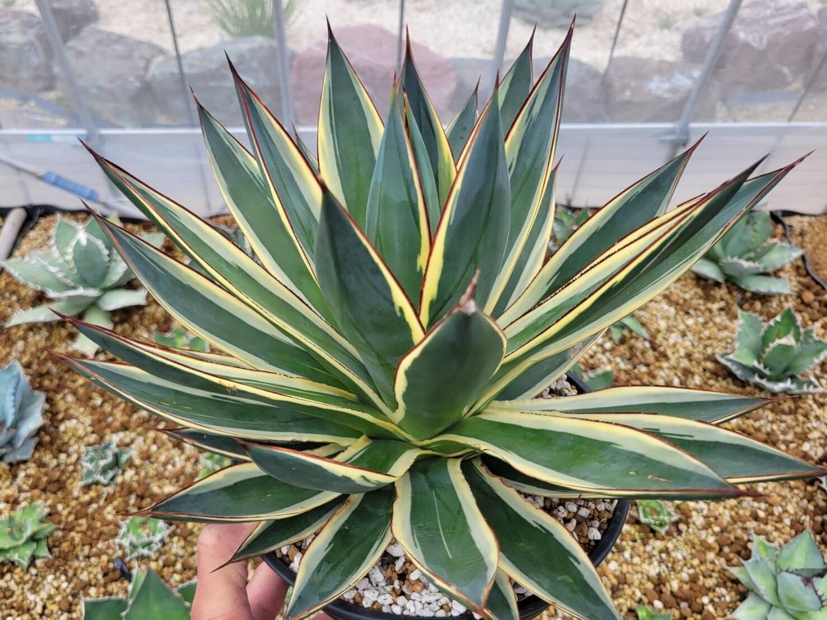 agave snow glow | カトーエンゲー