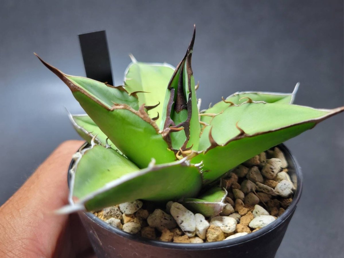 agave oteroi from oaxaca native seeds⑥ | カトーエンゲー