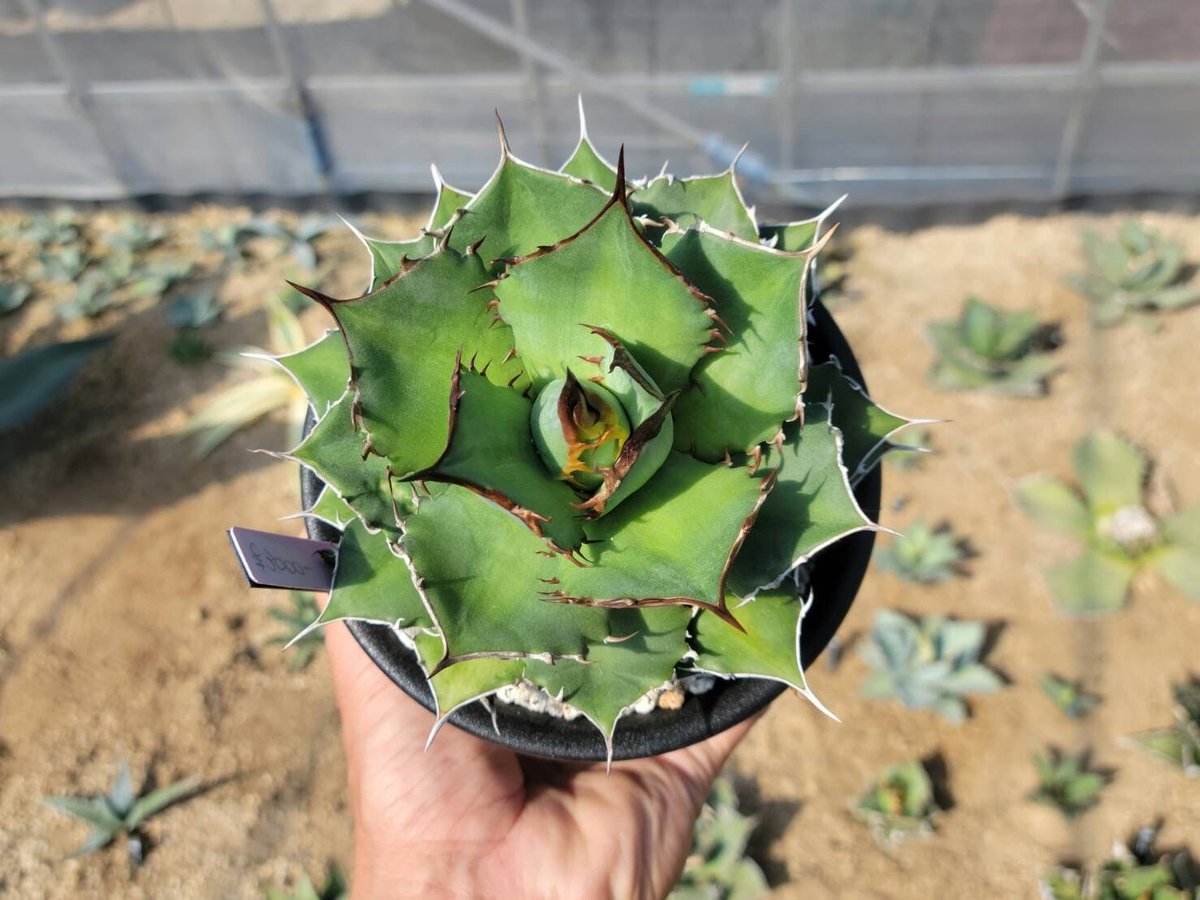 趣 agave titanota ball type大 | カトーエンゲー