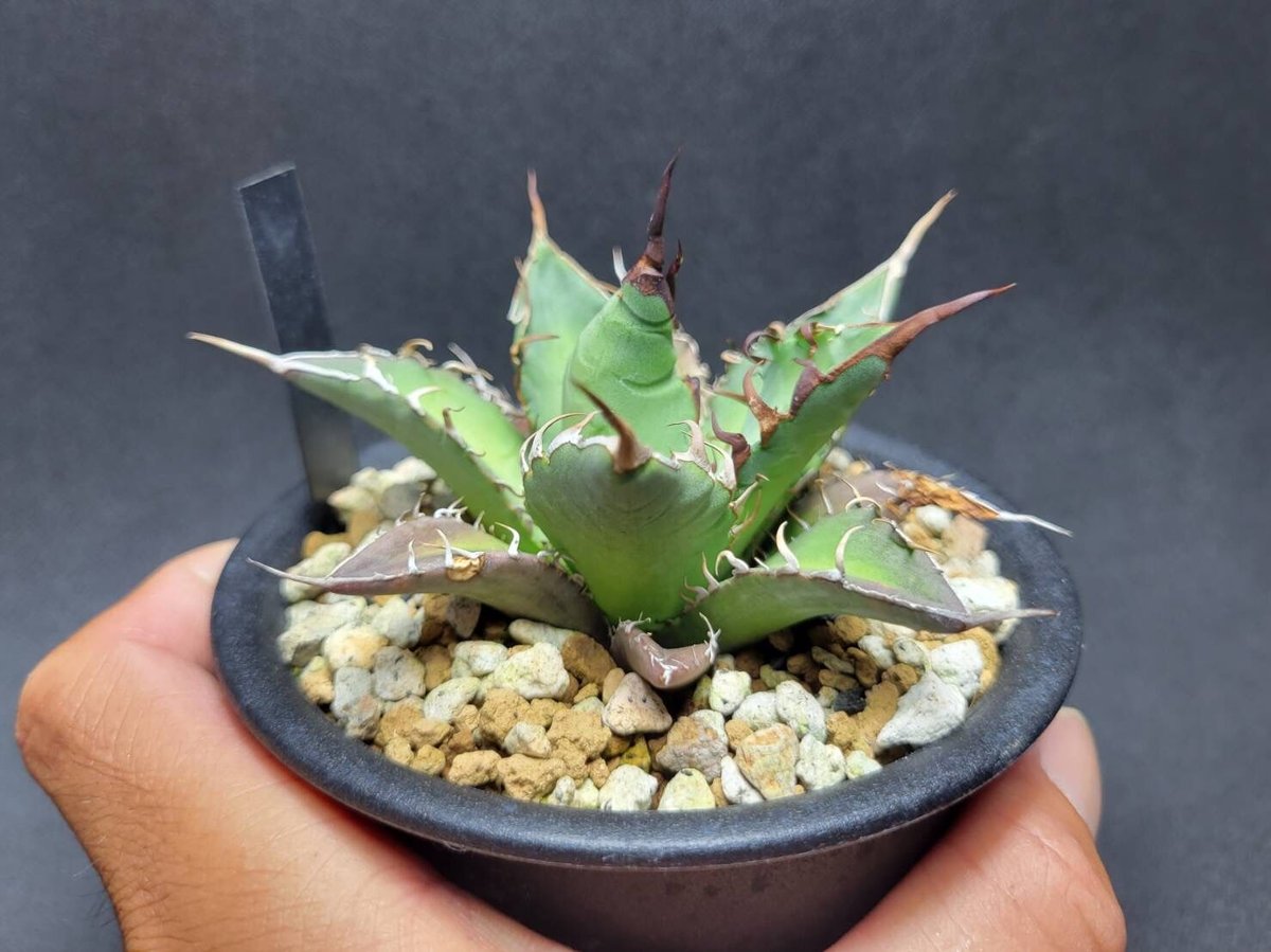 agave oteroi from oaxaca native seeds | カトーエンゲー