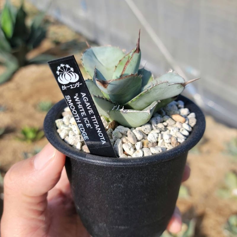 趣 agave titanota white ice smooth edge | カトーエンゲー 趣 agave titanota white ice smooth edge | カトーエンゲー