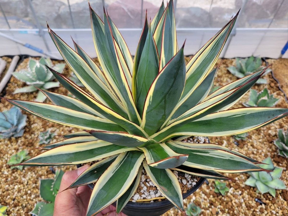 agave snow glow | カトーエンゲー