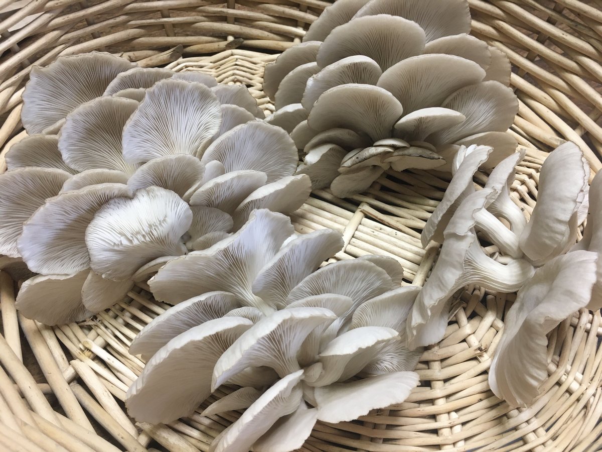 A seasonal garden box🎁(M) | Farm Salud！