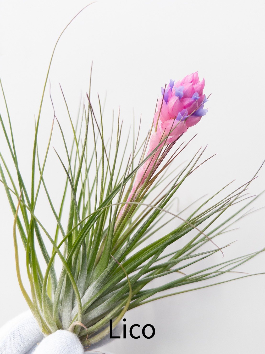 【い】ティランジア リコ Lico | 村長の直売所