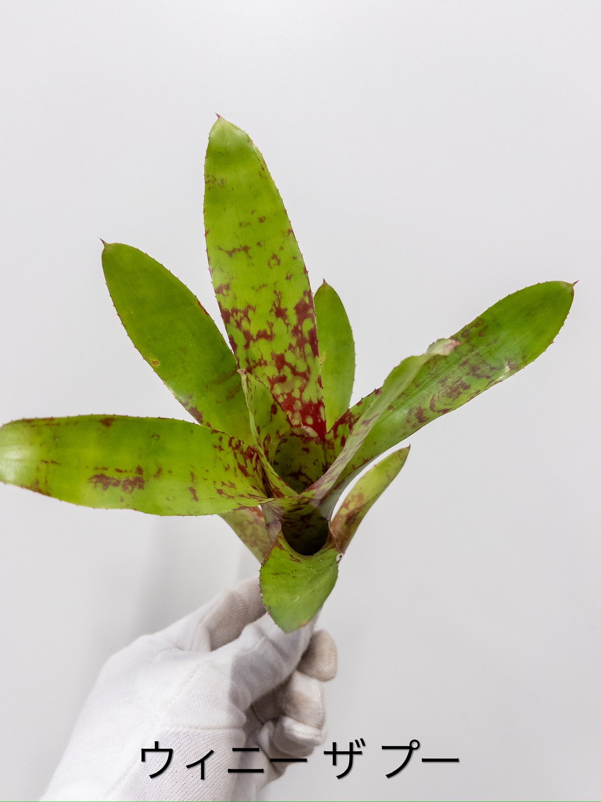 【12/28しれっと】ネオレゲリア Winne The Pooh ウィニーザプー | 村長の直売所