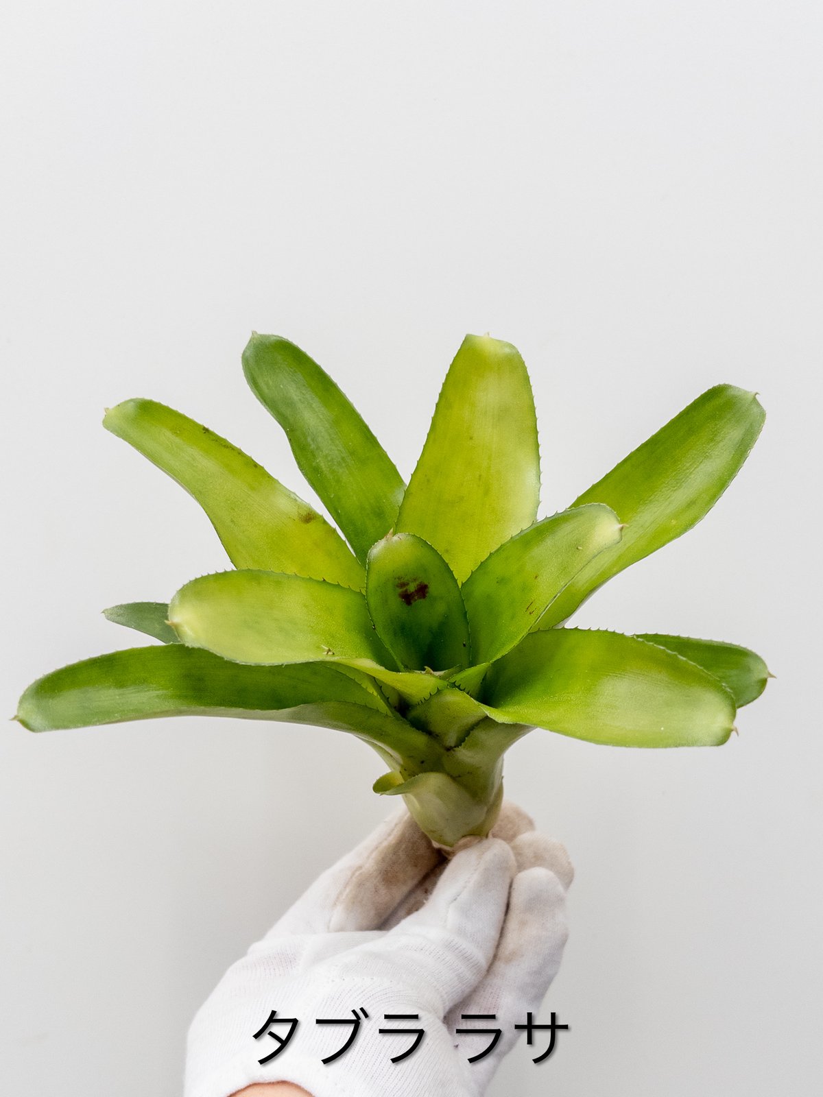 【ち】ネオレゲリア タブラ・ラサ Tabula Rasa | 村長の直売所