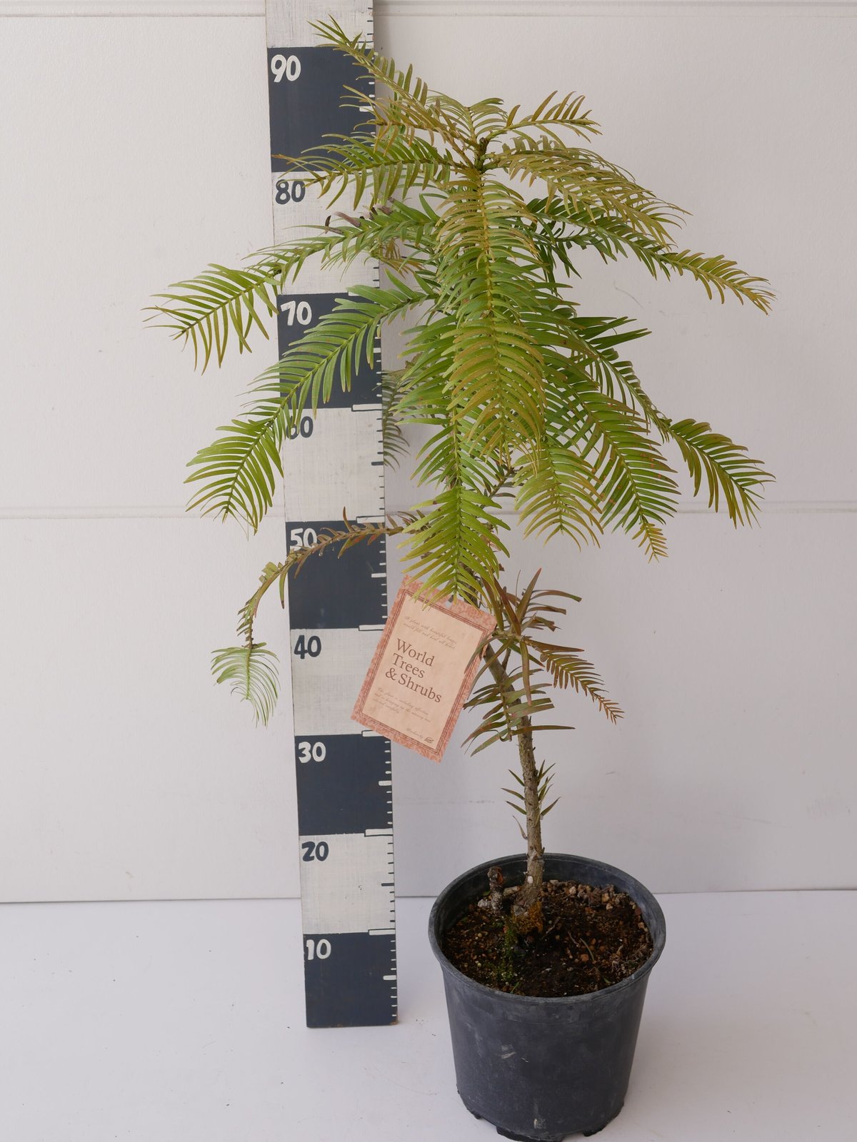 ウォレマイパイン ジュラシックツリー 生きた化石 最古の植物 ウォレマイパイン ジュラシックツリー 生きた化石 最古の植物