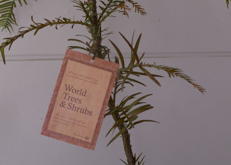ウォレマイパイン ジュラシックツリー 生きた化石 最古の植物 ウォレマイパイン ジュラシックツリー 生きた化石 最古の植物