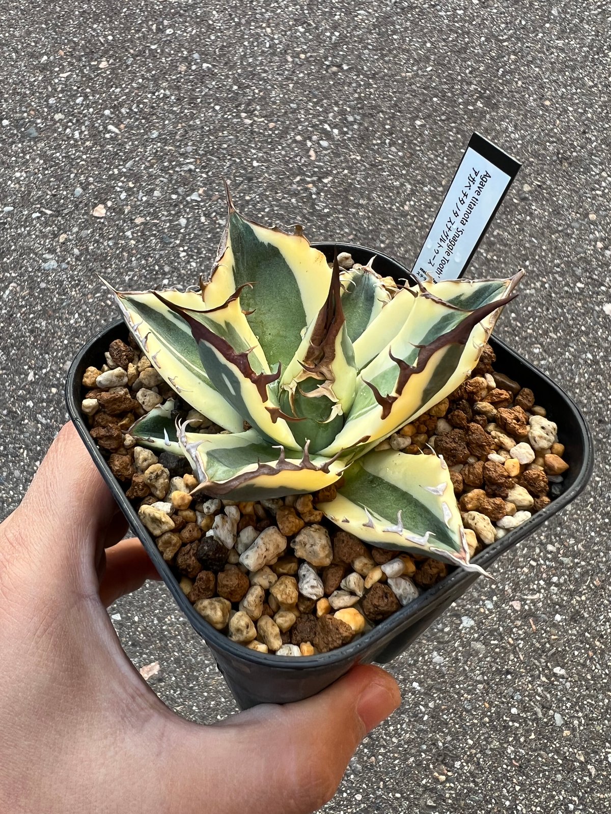 チタノタ スナグルトゥース | STELLA.PLANTS チタノタ スナグルトゥース | STELLA.PLANTS