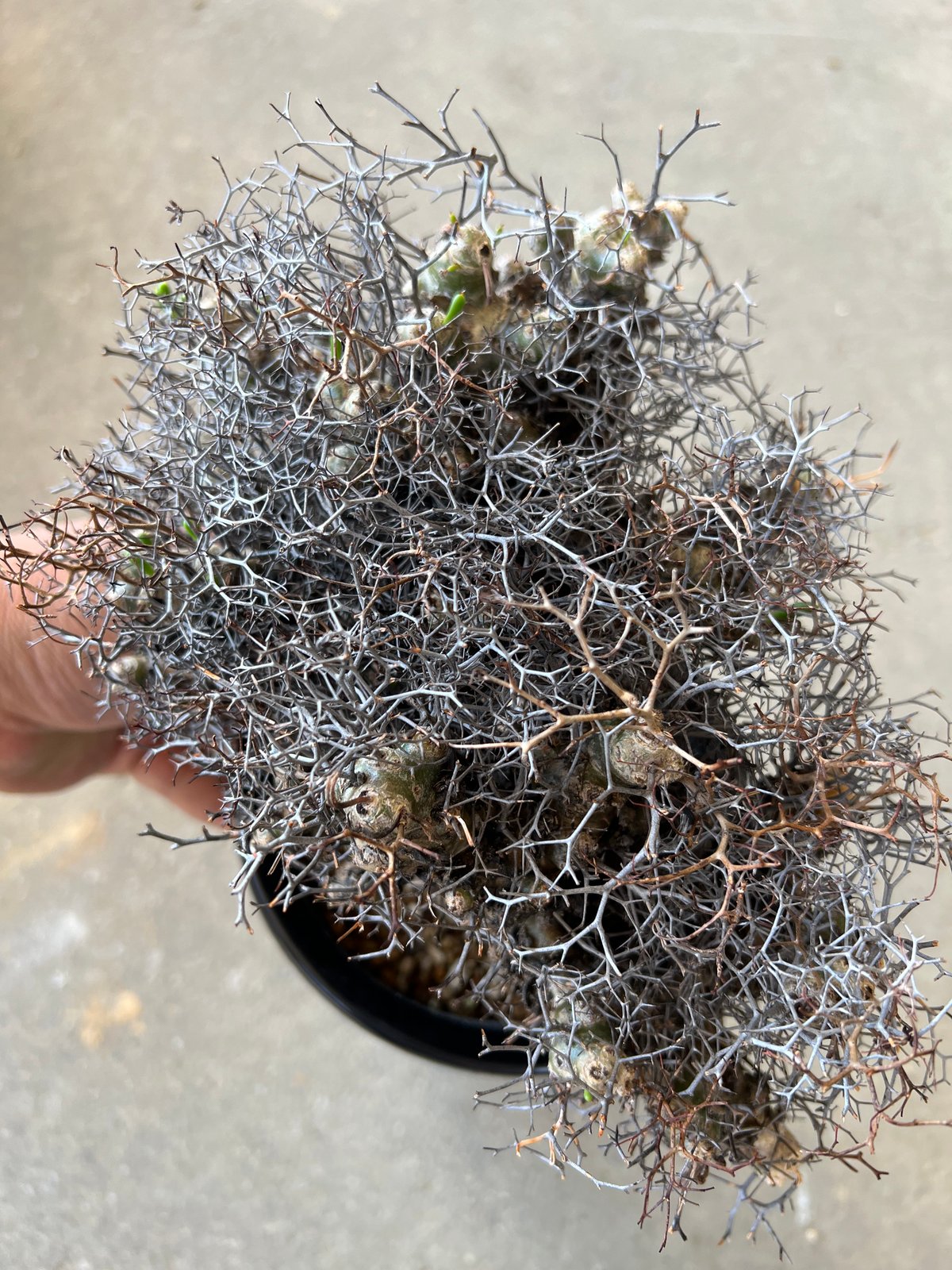 チレコドン レティキュラーツス 万物想 | STELLA.PLANTS チレコドン レティキュラーツス 万物想 | STELLA.PLANTS