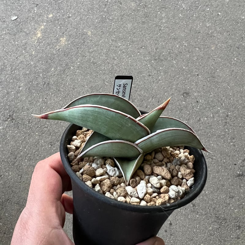 サンセベリア ロリダ | STELLA.PLANTS サンセベリア ロリダ | STELLA.PLANTS