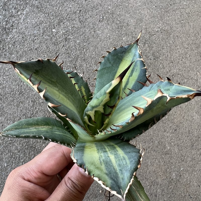 アガベ チタノタ 縞斑 | STELLA.PLANTS アガベ チタノタ 縞斑 | STELLA.PLANTS