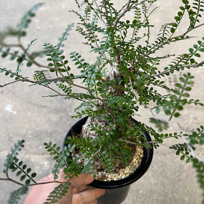 オペルクリカリア パキプス | STELLA.PLANTS オペルクリカリア パキプス | STELLA.PLANTS