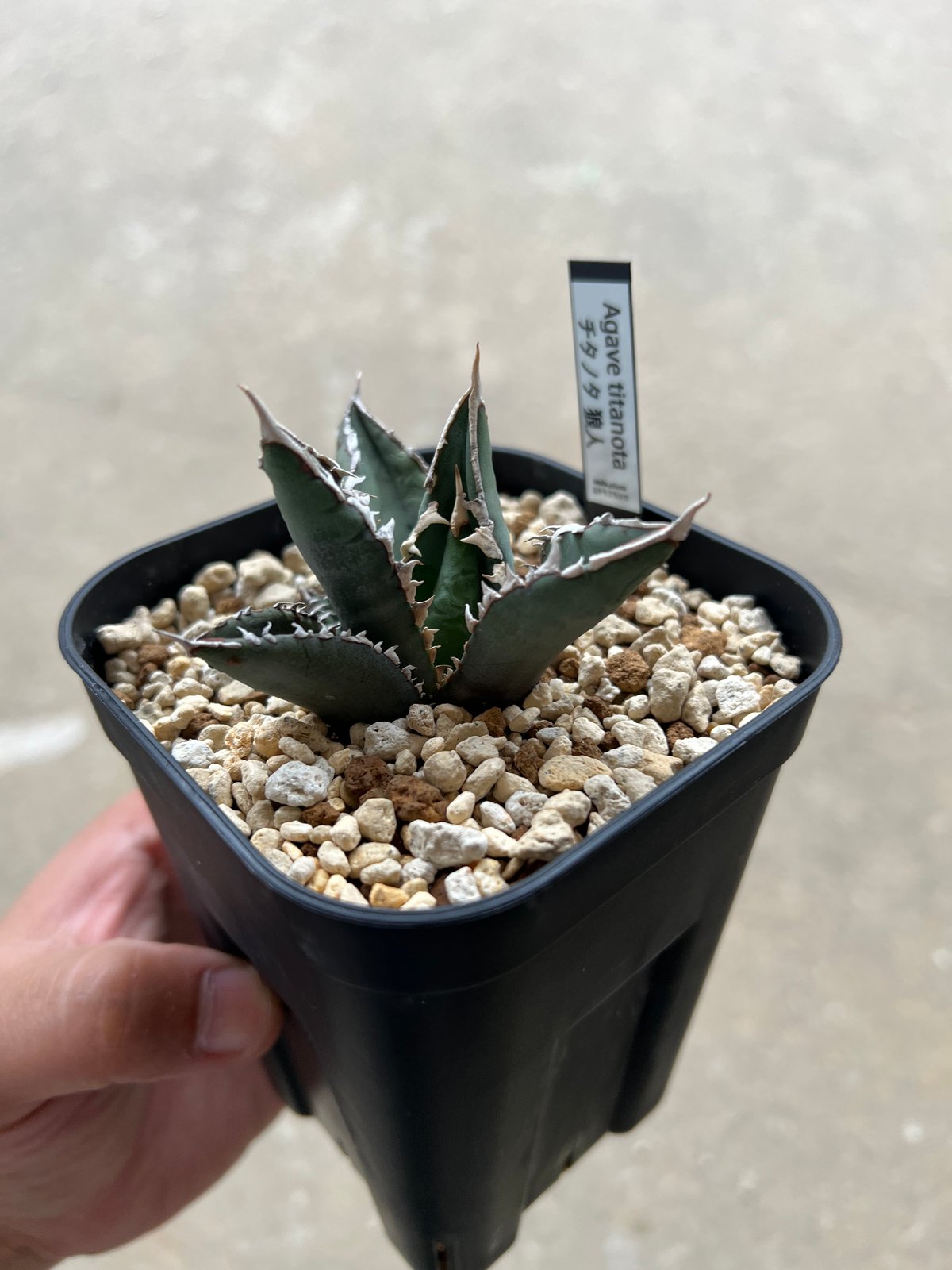 アガベ チタノタ 狼人 3 | STELLA.PLANTS アガベ チタノタ 狼人 3 | STELLA.PLANTS