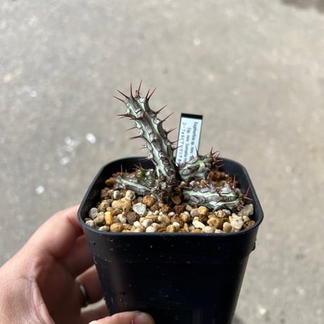 CATEGORY ユーフォルビア | STELLA.PLANTS CATEGORY ユーフォルビア | STELLA.PLANTS