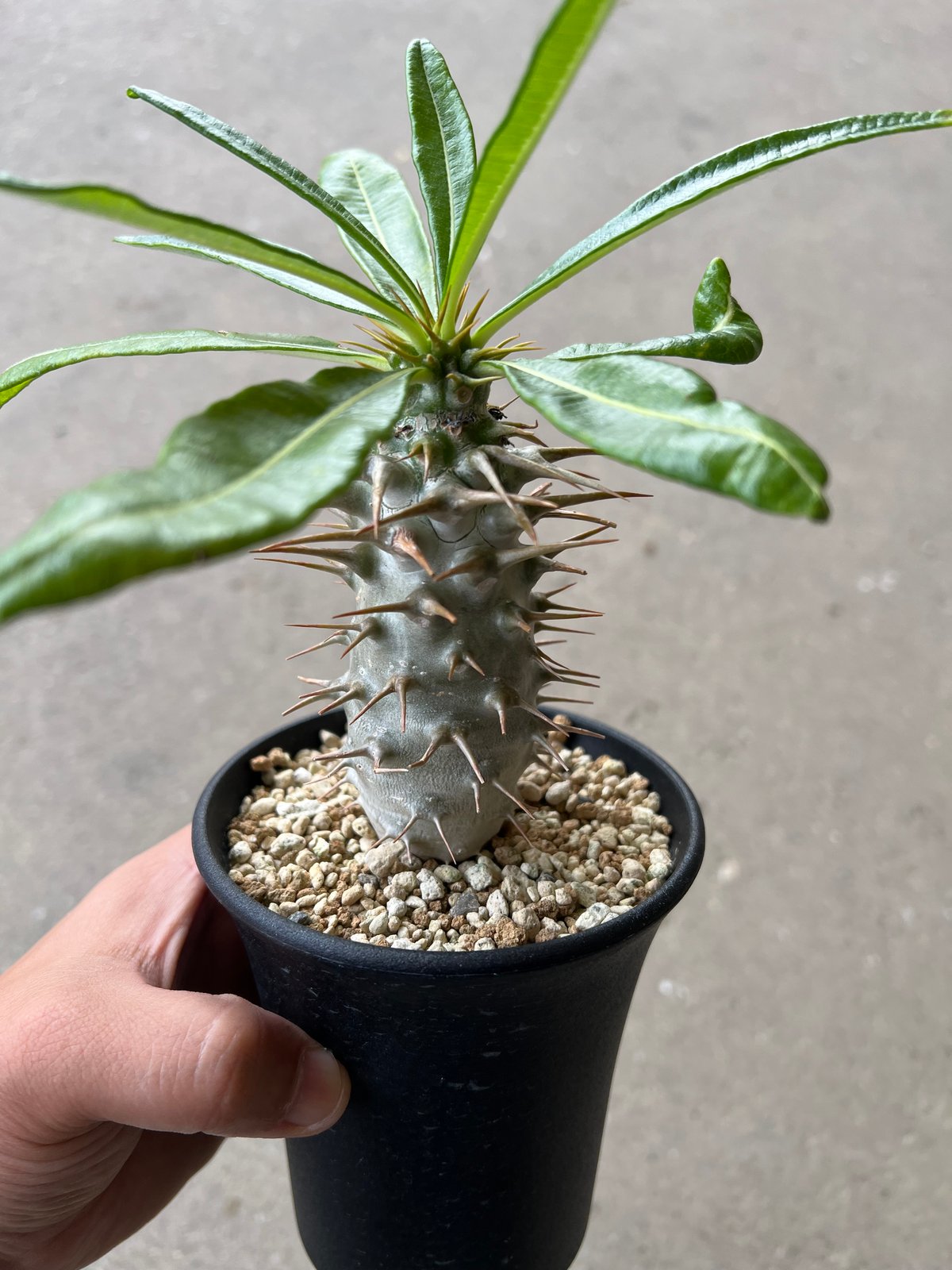 パキポディウム アンボンゲンセ3 | STELLA.PLANTS パキポディウム アンボンゲンセ3 | STELLA.PLANTS