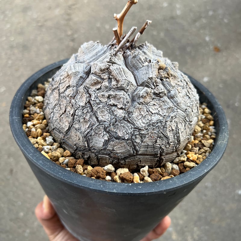 アフリカ亀甲竜 5.5寸5 | STELLA.PLANTS アフリカ亀甲竜 5.5寸5 | STELLA.PLANTS
