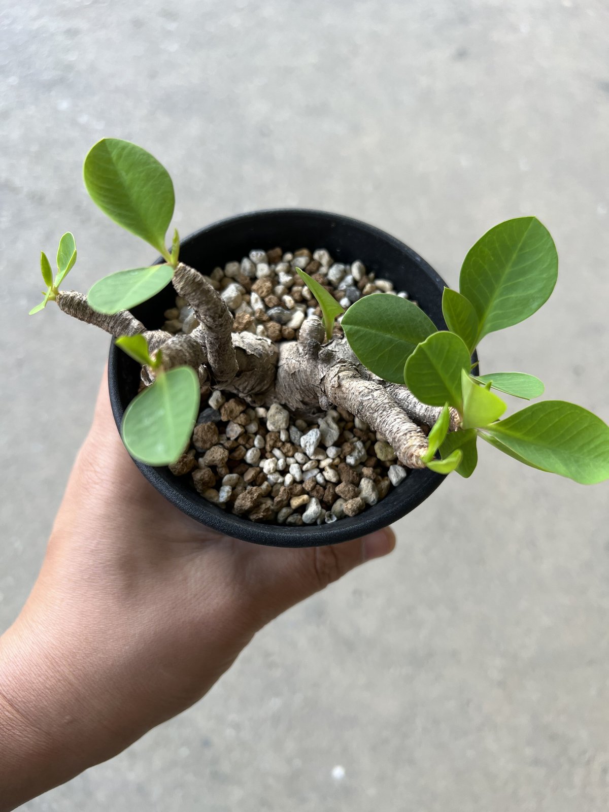 フォークイエリア ファシクラータ 挿木 | STELLA.PLANTS フォークイエリア ファシクラータ 挿木 | STELLA.PLANTS