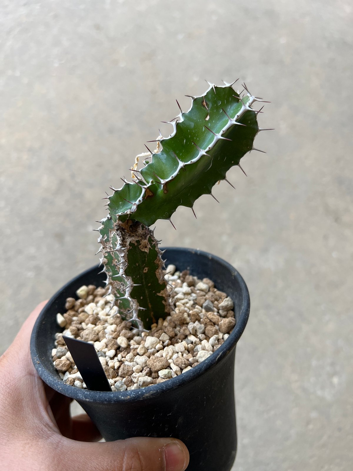 ユーフォルビア ムランジーナ | STELLA.PLANTS ユーフォルビア ムランジーナ | STELLA.PLANTS