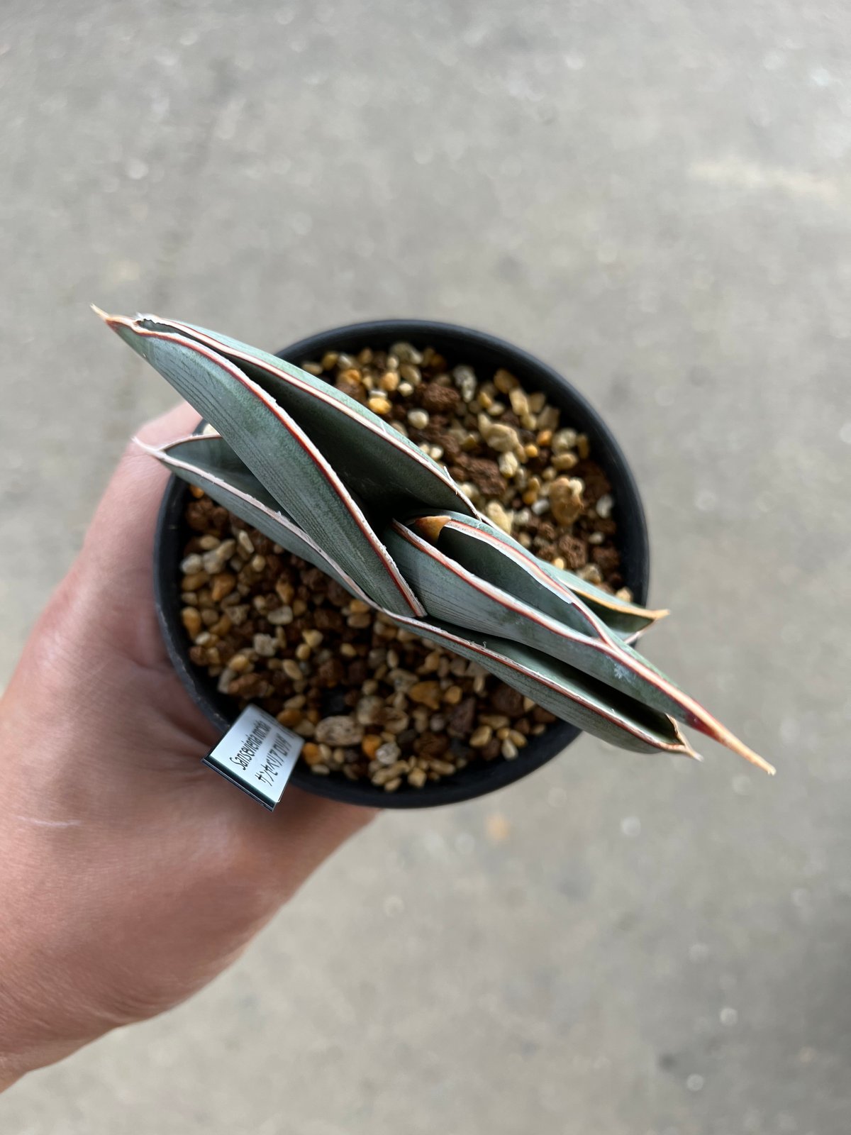 サンセベリア ロリダ | STELLA.PLANTS サンセベリア ロリダ | STELLA.PLANTS