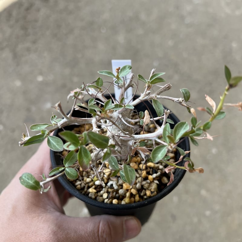 フォークイエリア コルムナリス 観峰玉 | STELLA.PLANTS フォークイエリア コルムナリス 観峰玉 | STELLA.PLANTS