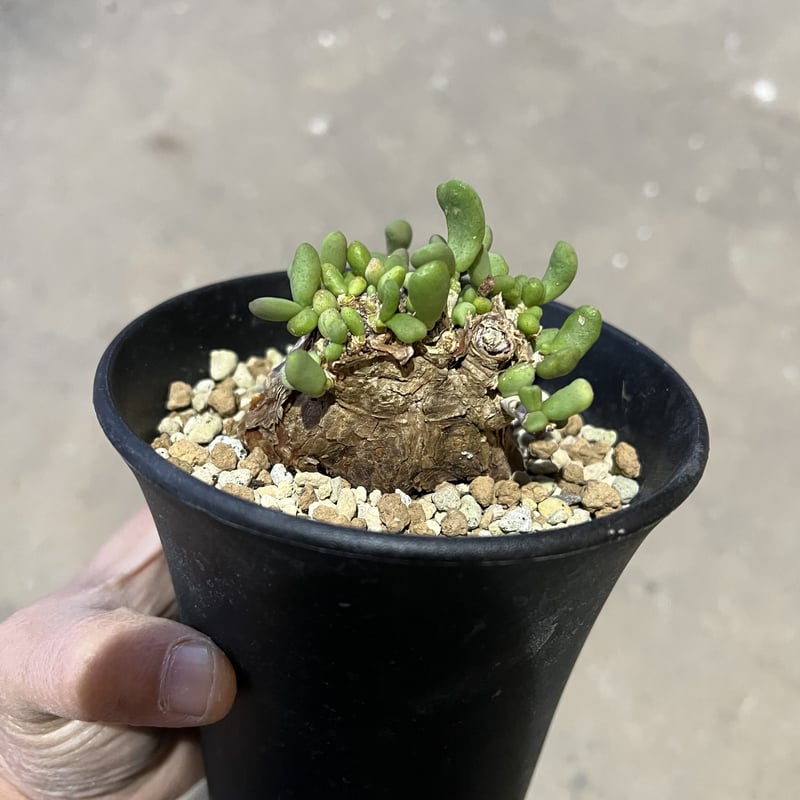 ケラリア ピグマエア | STELLA.PLANTS ケラリア ピグマエア | STELLA.PLANTS