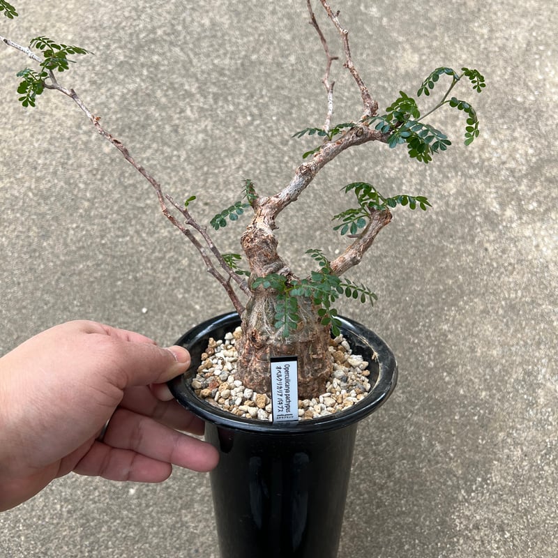 オペルクリカリア パキプス | STELLA.PLANTS オペルクリカリア パキプス | STELLA.PLANTS