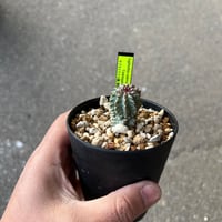フォークイエリア ファシクラータ1 | STELLA.PLANTS フォークイエリア ファシクラータ1 | STELLA.PLANTS